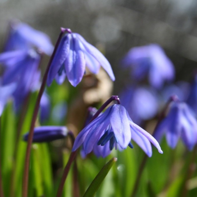 Biologisch azuurblauw voorjaarstapijt